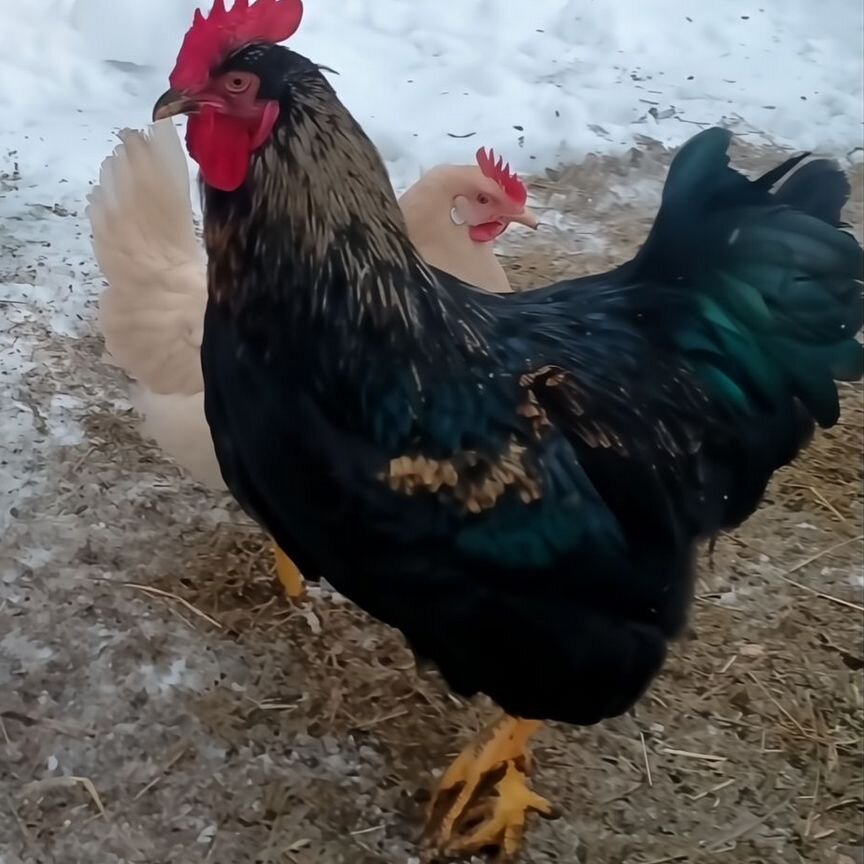 Петухи Австролорп,Гуси,Индоутки