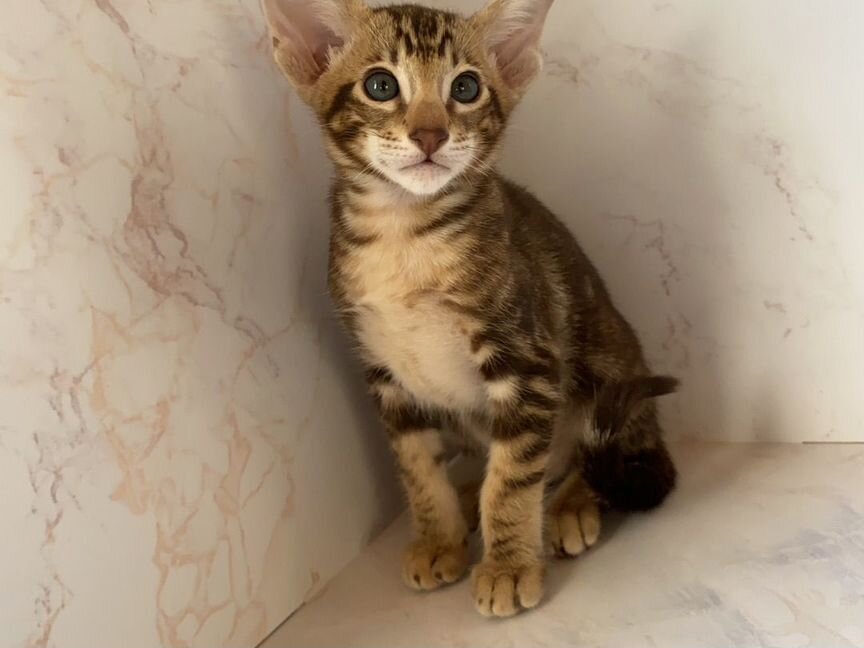 Ориентальные котята с документами