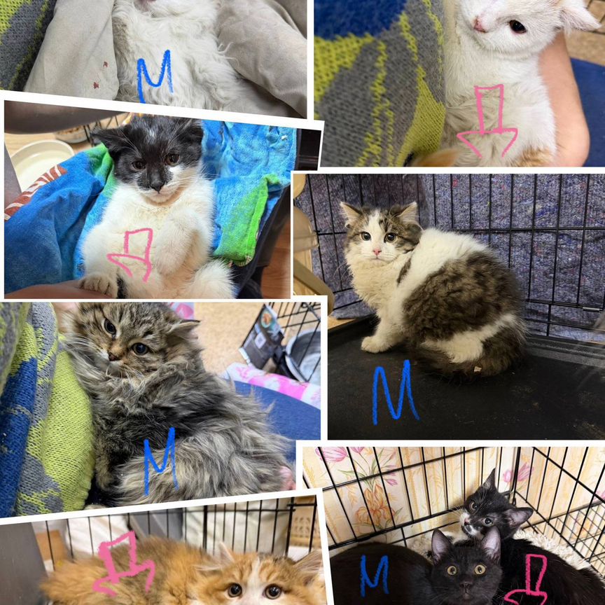 Котёнок в добрые руки