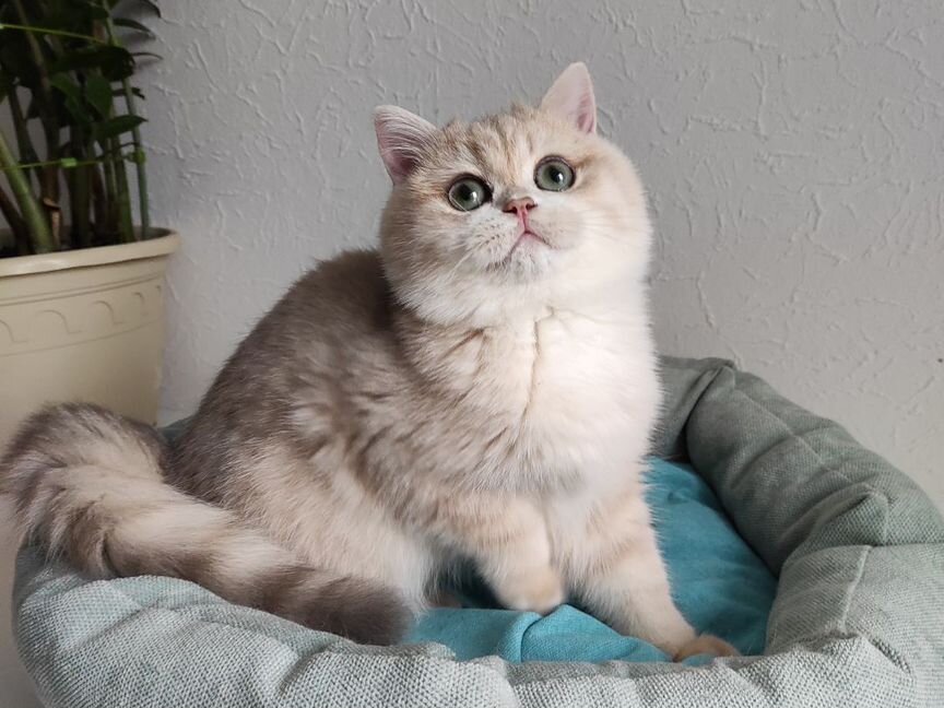 Котенок голубое золото