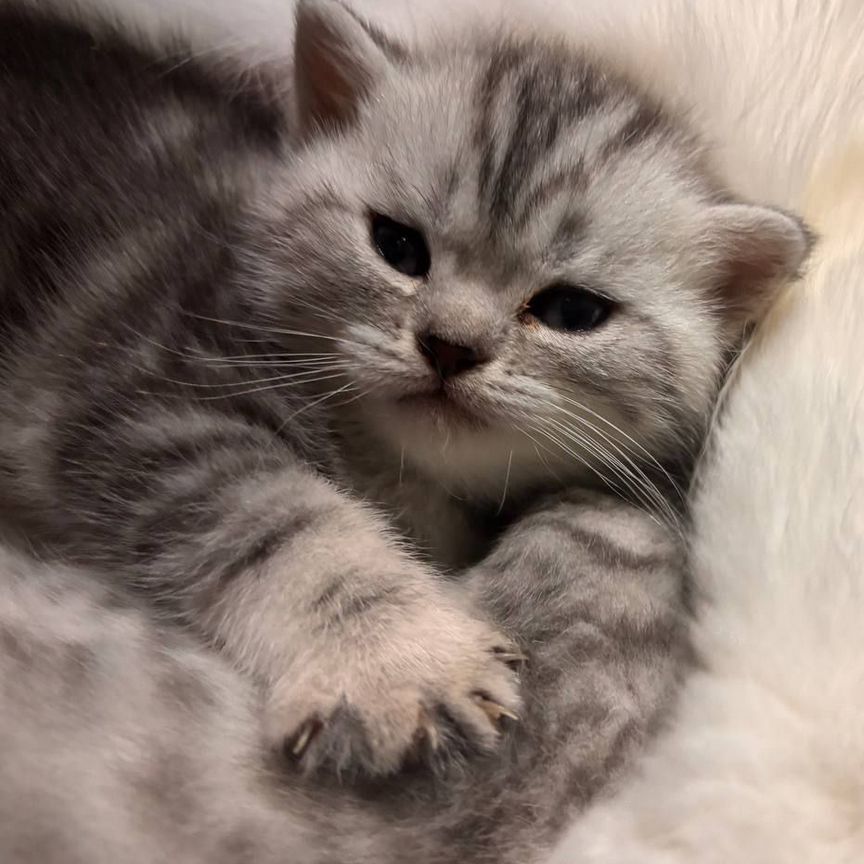 Шотландский вислоухий короткошёрстный котёнок