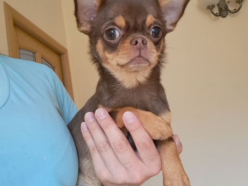 Чихуахуа подрощенные