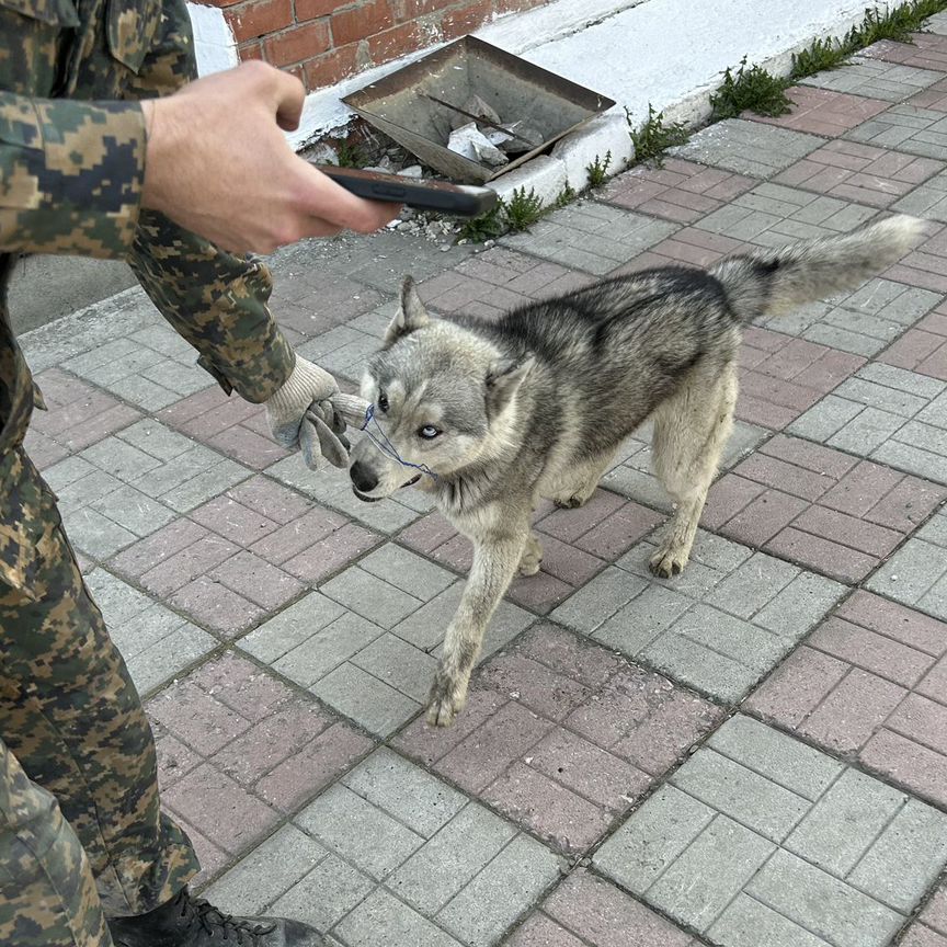 Сибирский хаски, взрослый пёс