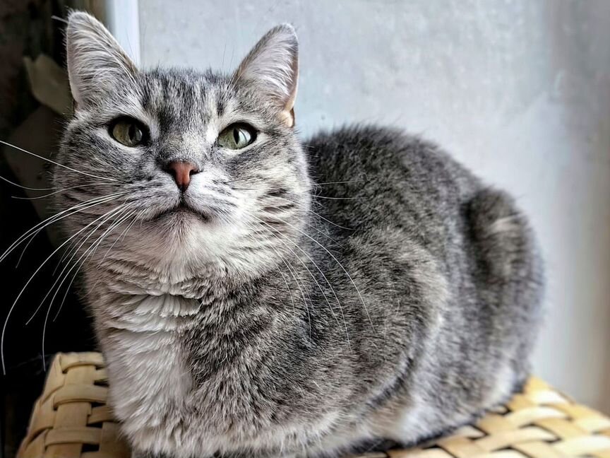 Кошечка с улицы Сара