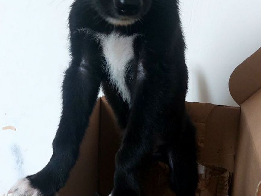 Щенки 1.5мес ищут семью