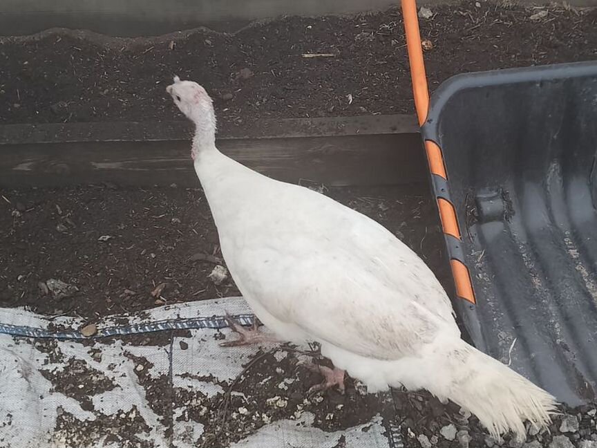 Продам индюка