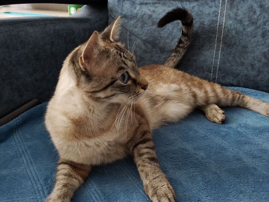 Тайский кот