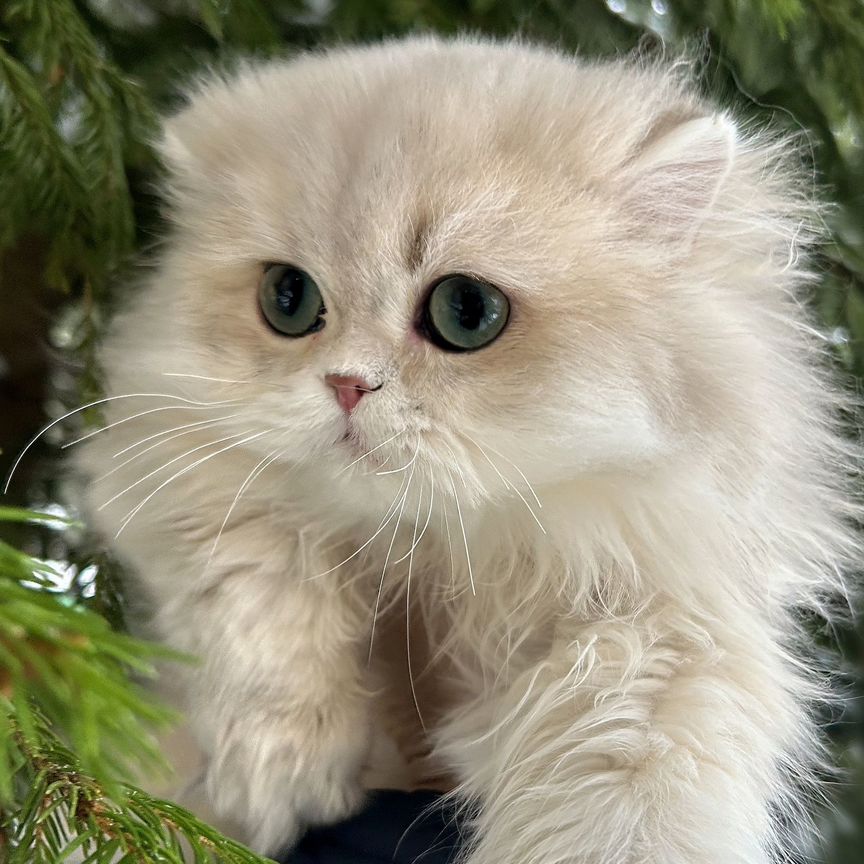 Британский длинношёрстный котёнок