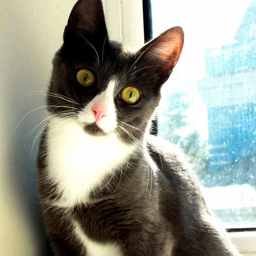 Кошка в добрые руки. Тильда оптимистка