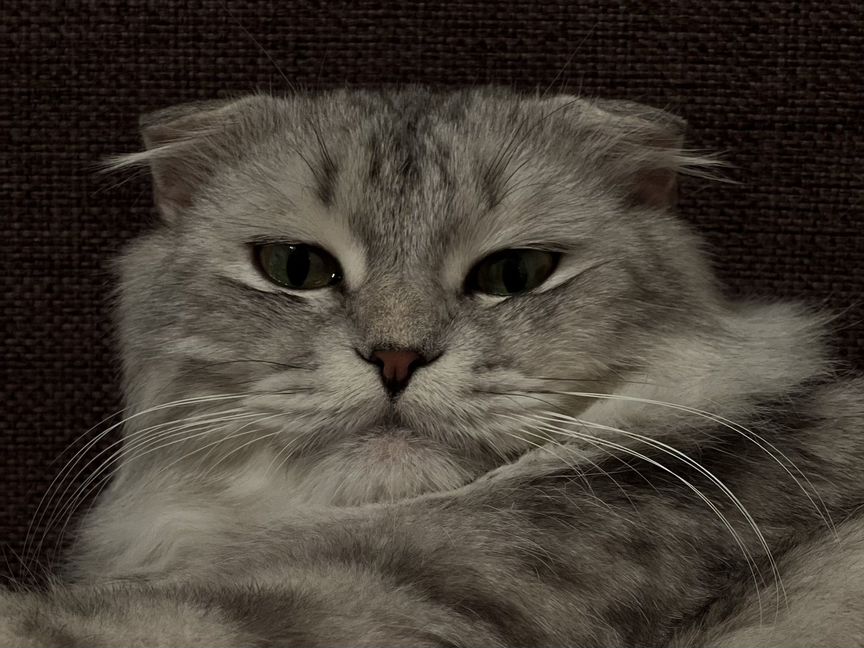 Кто потерял кота