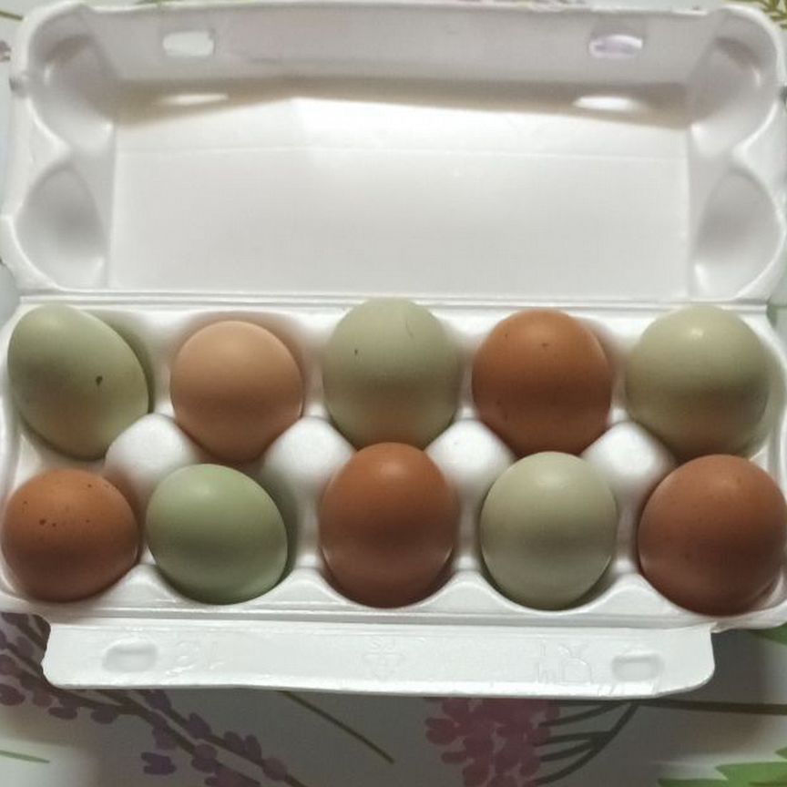 Инкубационное яйцо