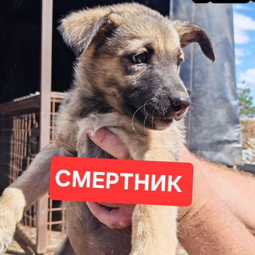 Щенок в добрые руки