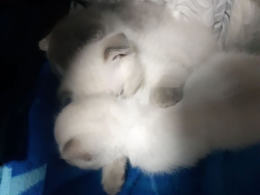 Отдадим котят в добрые руки