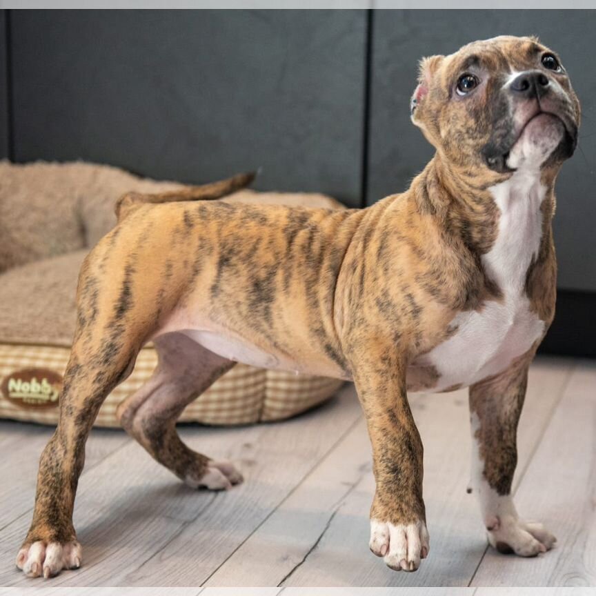 Американский булли, щенок