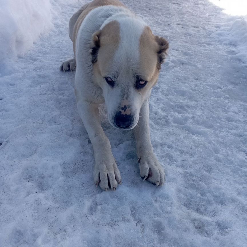 Собака алабай