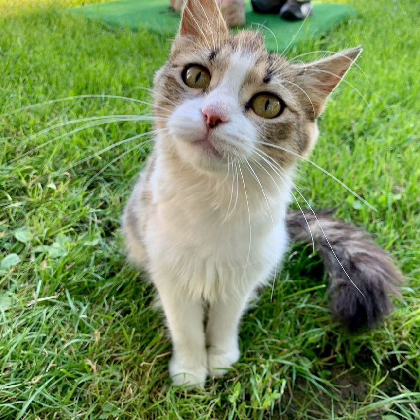 Красавица Мусяка из СНТ, ей очень нужен дом