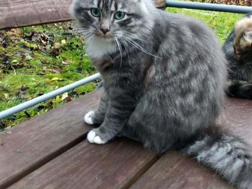 Котик