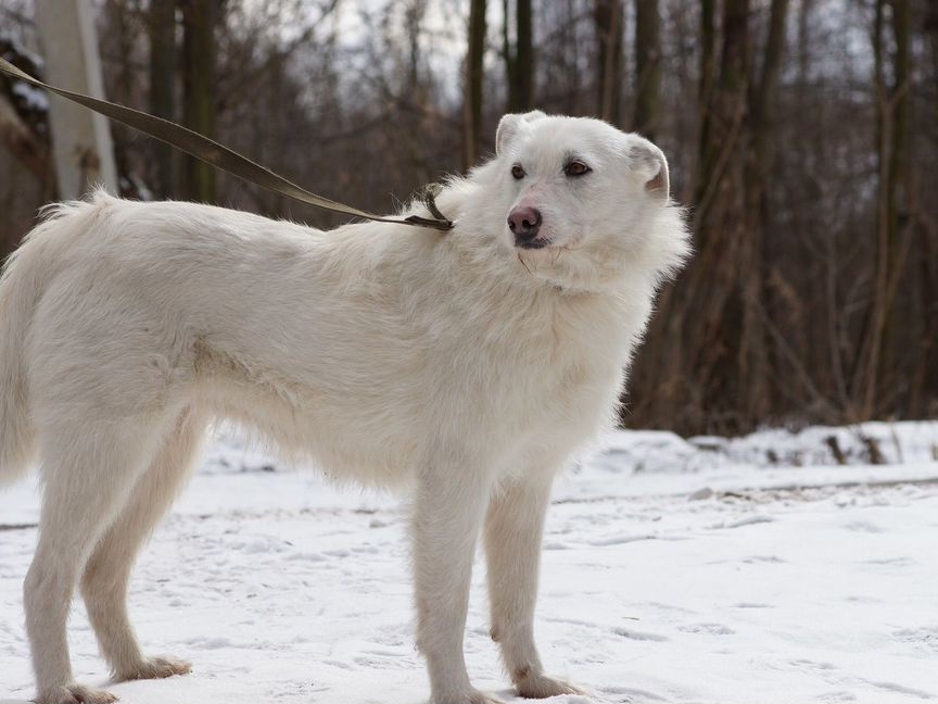 Собака Белка из приюта бесплатно