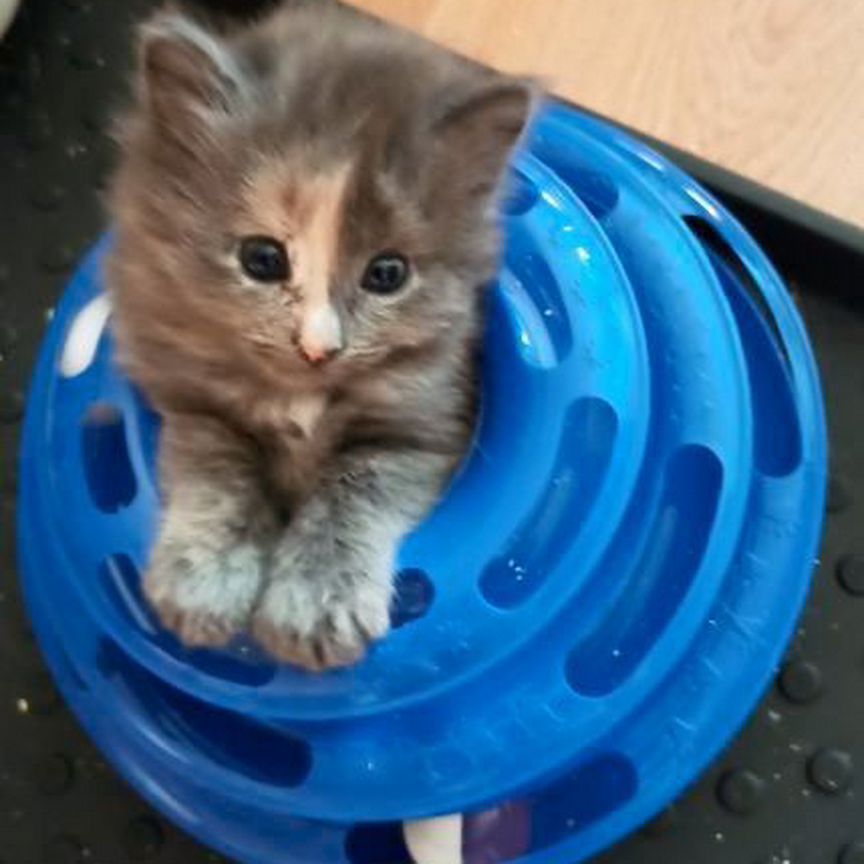 Котята турецкой ангоры