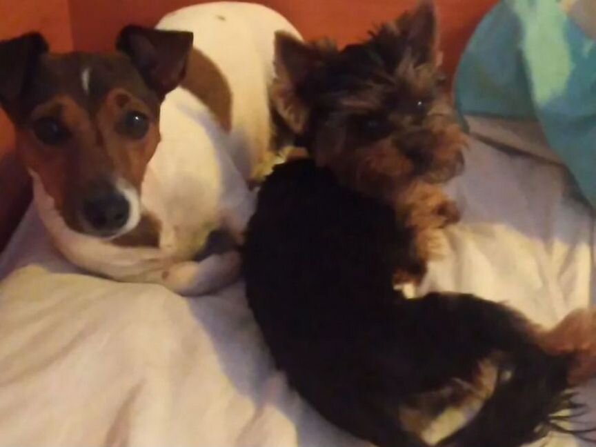 Щенки в хорошие руки