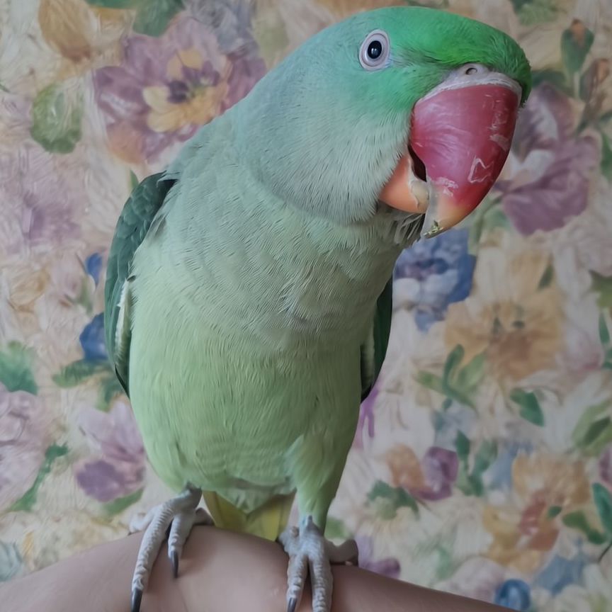 Александрийский попугай