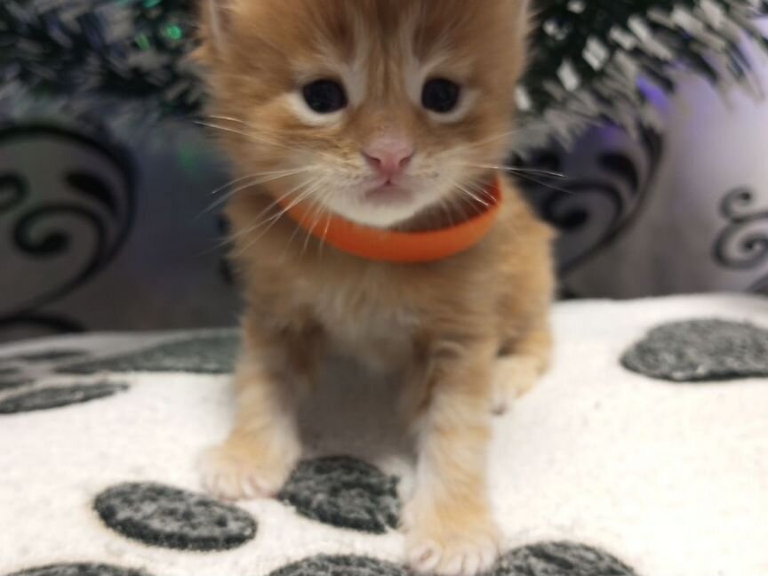 Котята мейн-кун