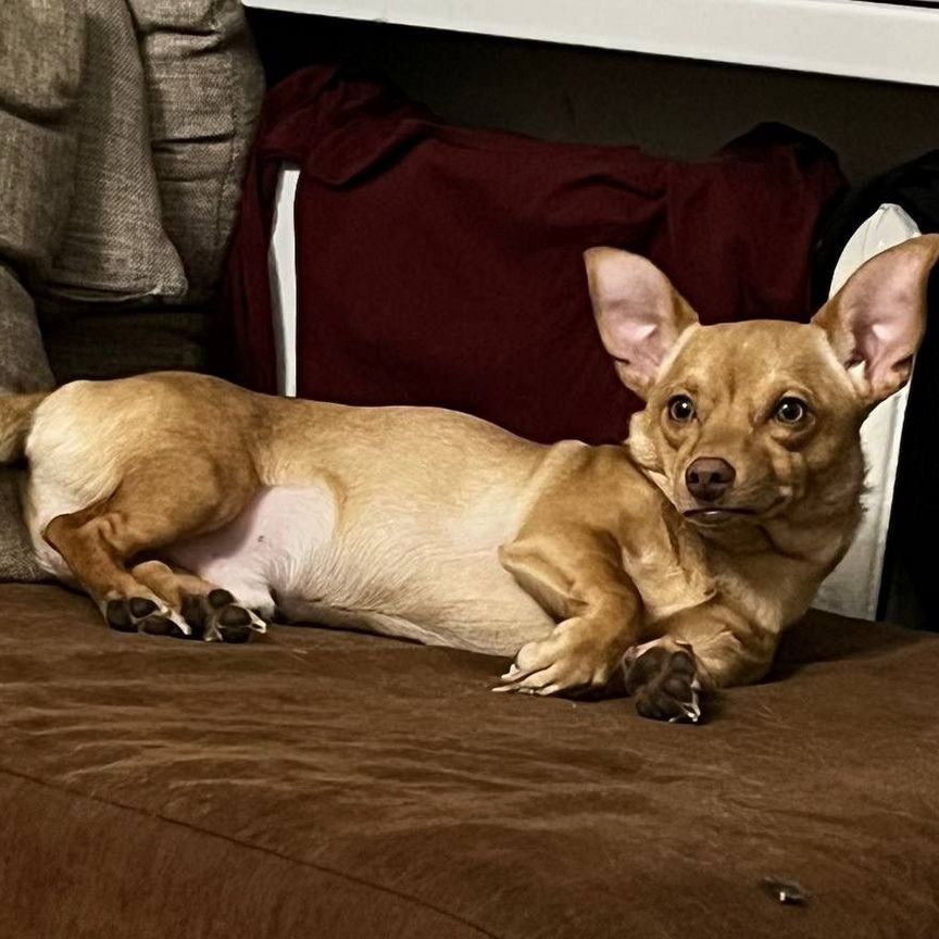 Отдаю в добрые руки