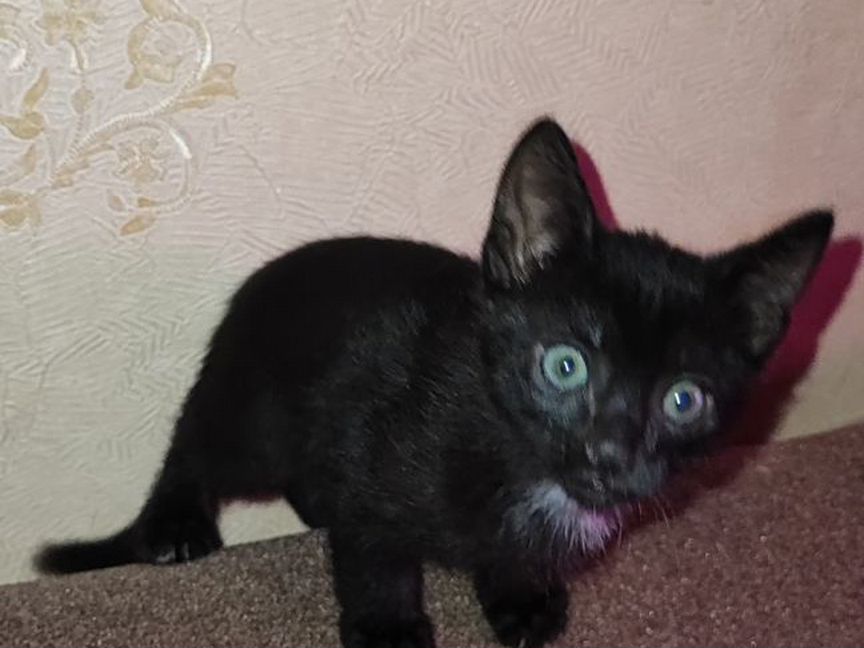 Котята в добрые руки бесплатно