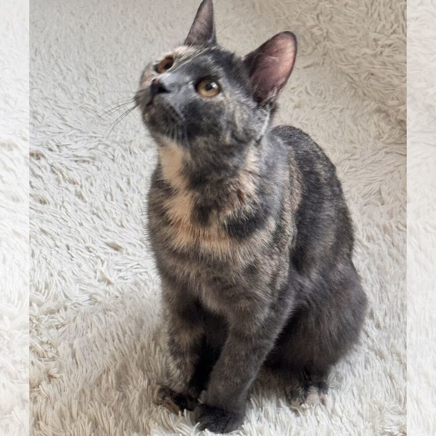 Мейн-кун котёнок