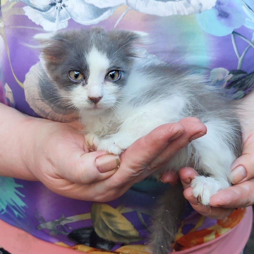 Чудо котёнок в добрые руки