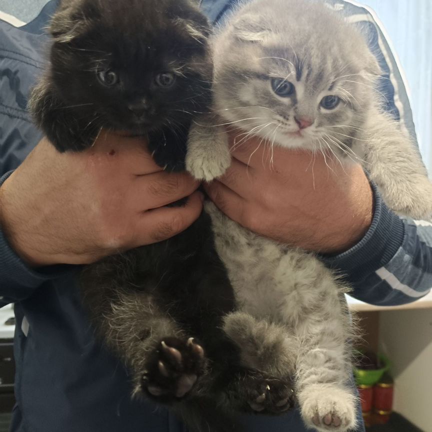 Шотландские вислоухие котята