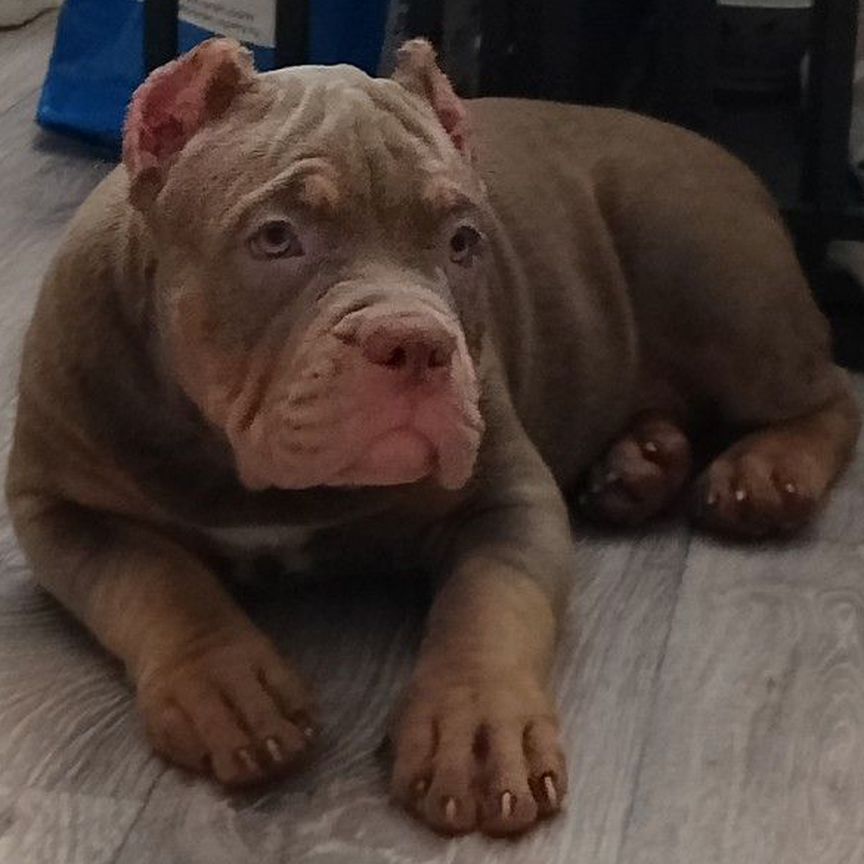 Американский булли, щенок