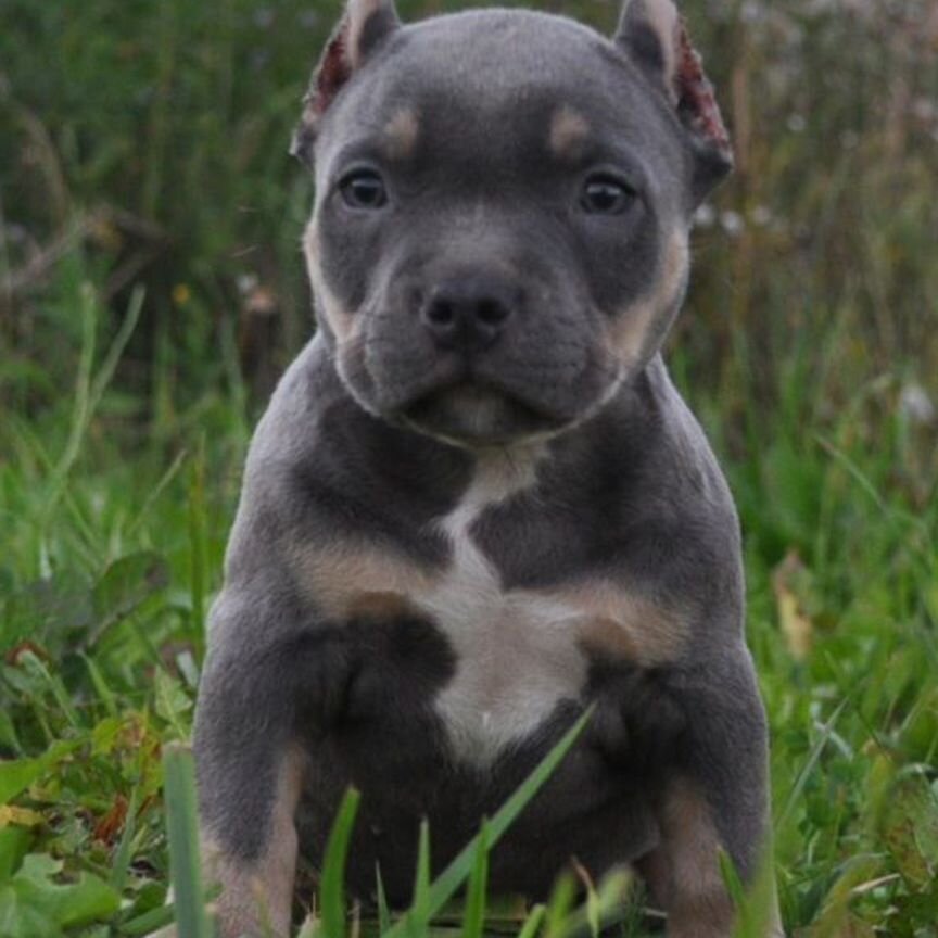 Щенки американского булли