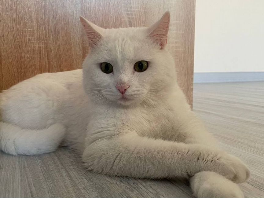 Коты в добрые руки