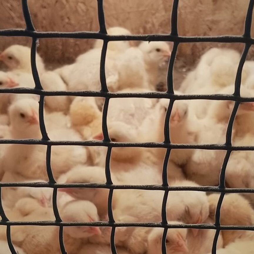Цыплята бройлеры подрощенные