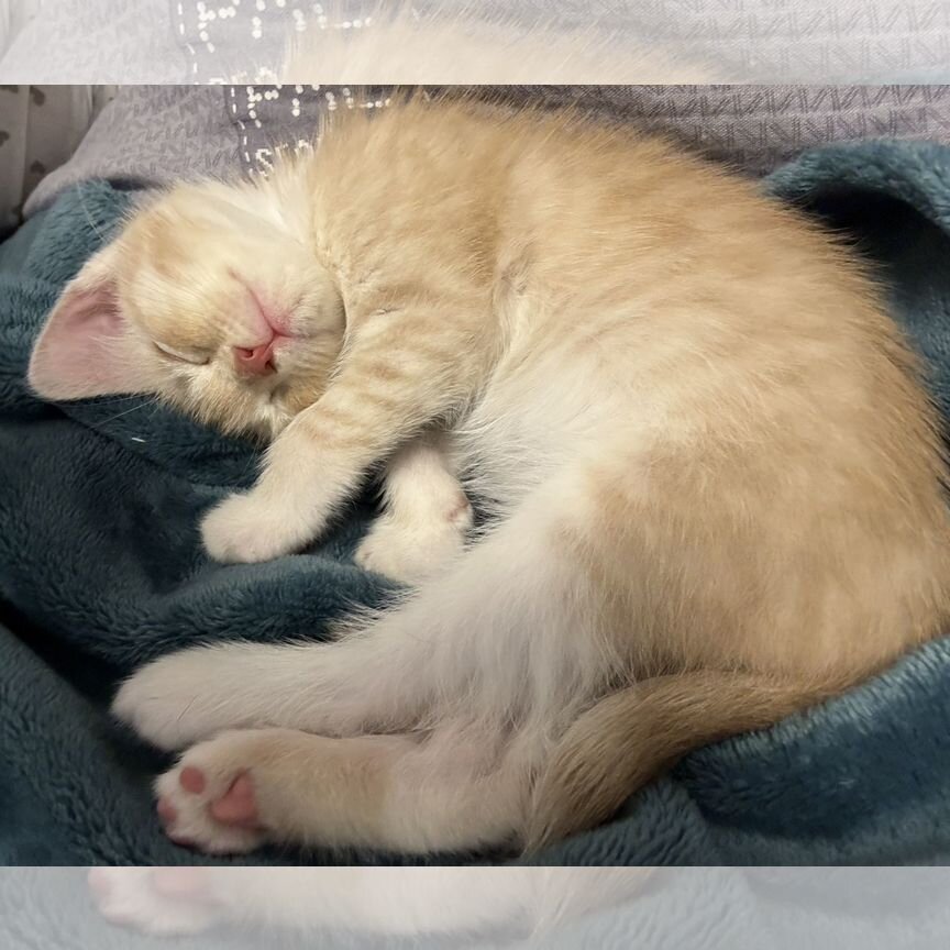 Шотландский вислоухий короткошёрстный котёнок