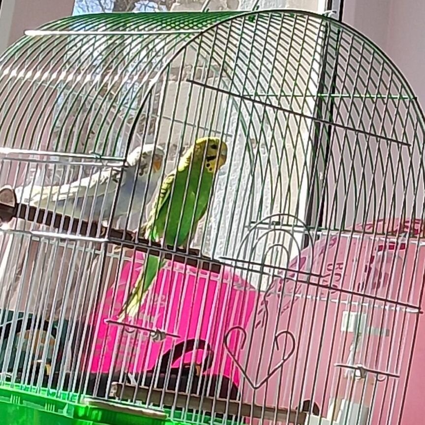 Волнистый попугай