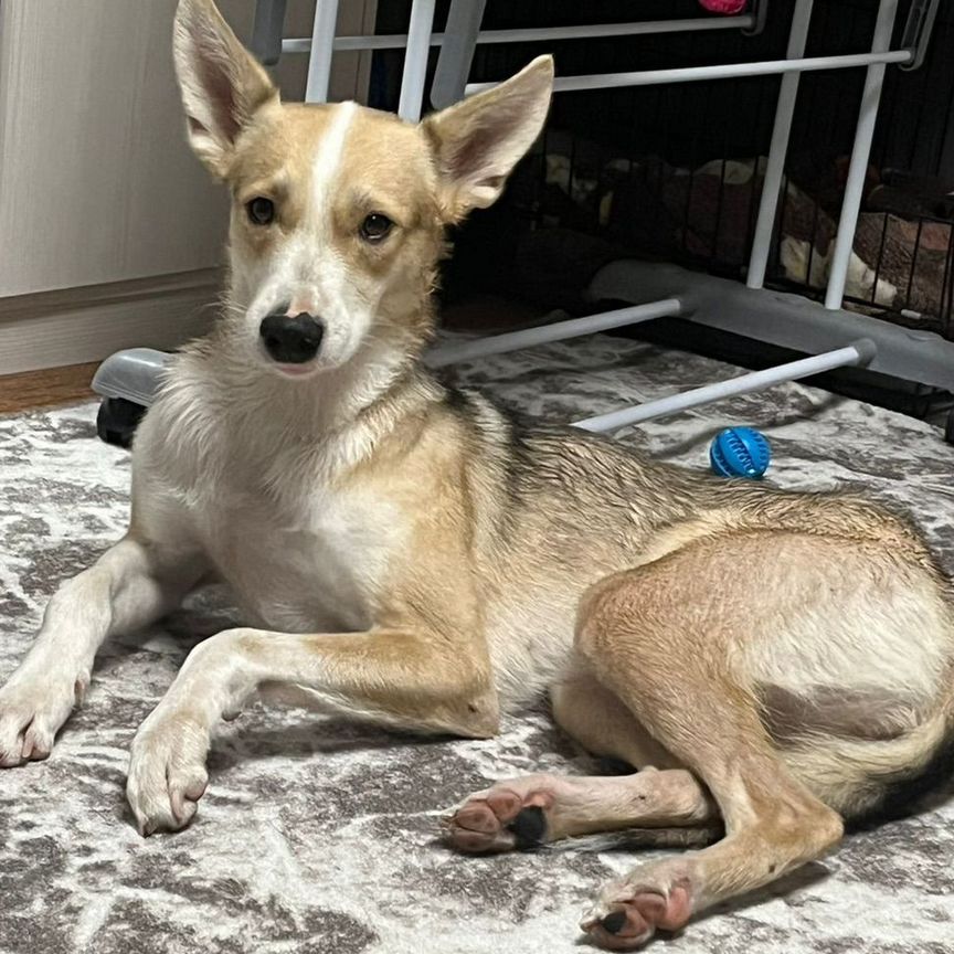 Лайка, щенок