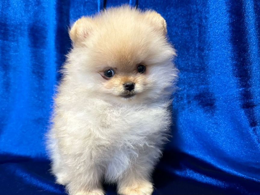 Щенки померанского шпица медвежьего типа мини