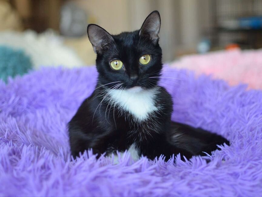 Кошечка в добрые руки