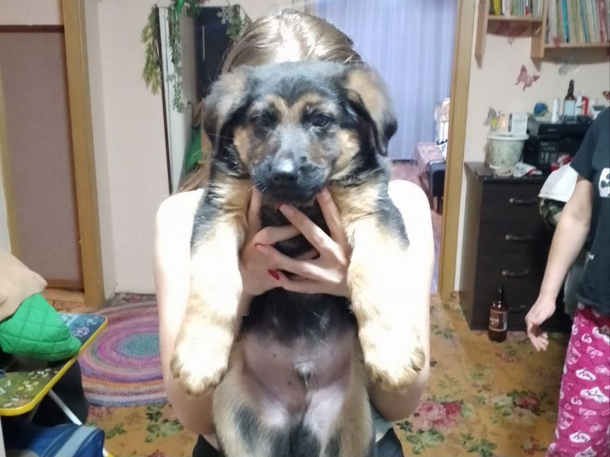 Собака помесь Немецкой оварчки и Алабая