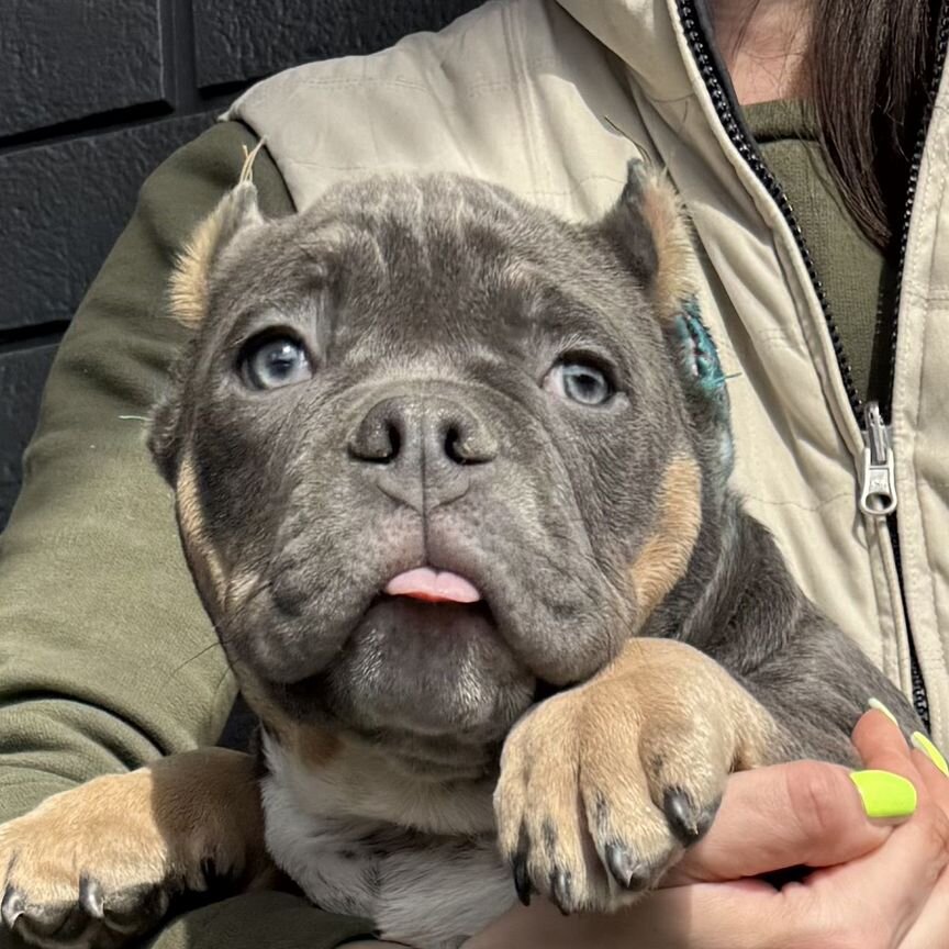 Американский булли, щенок