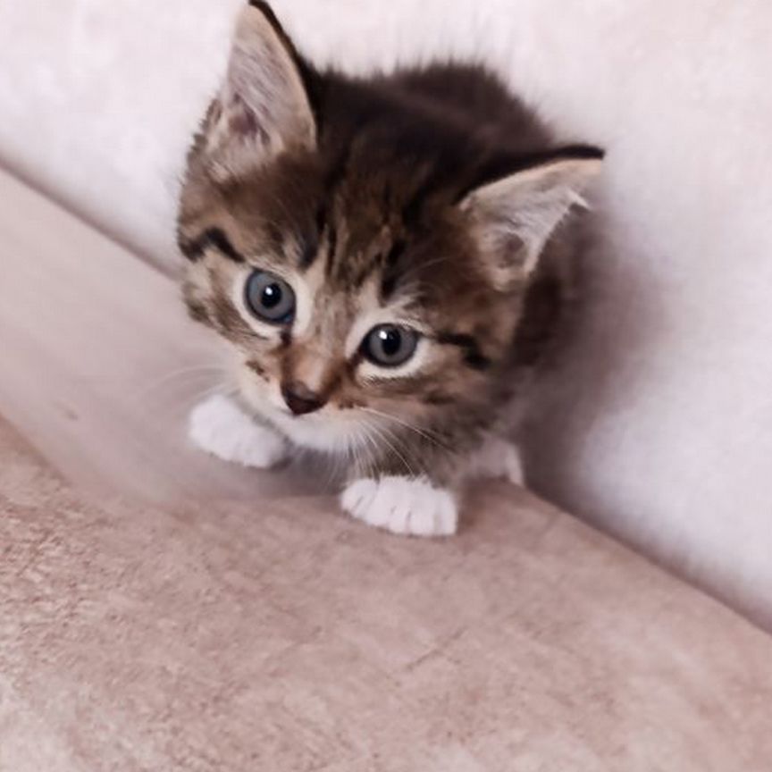 Котёнок в добрые руки