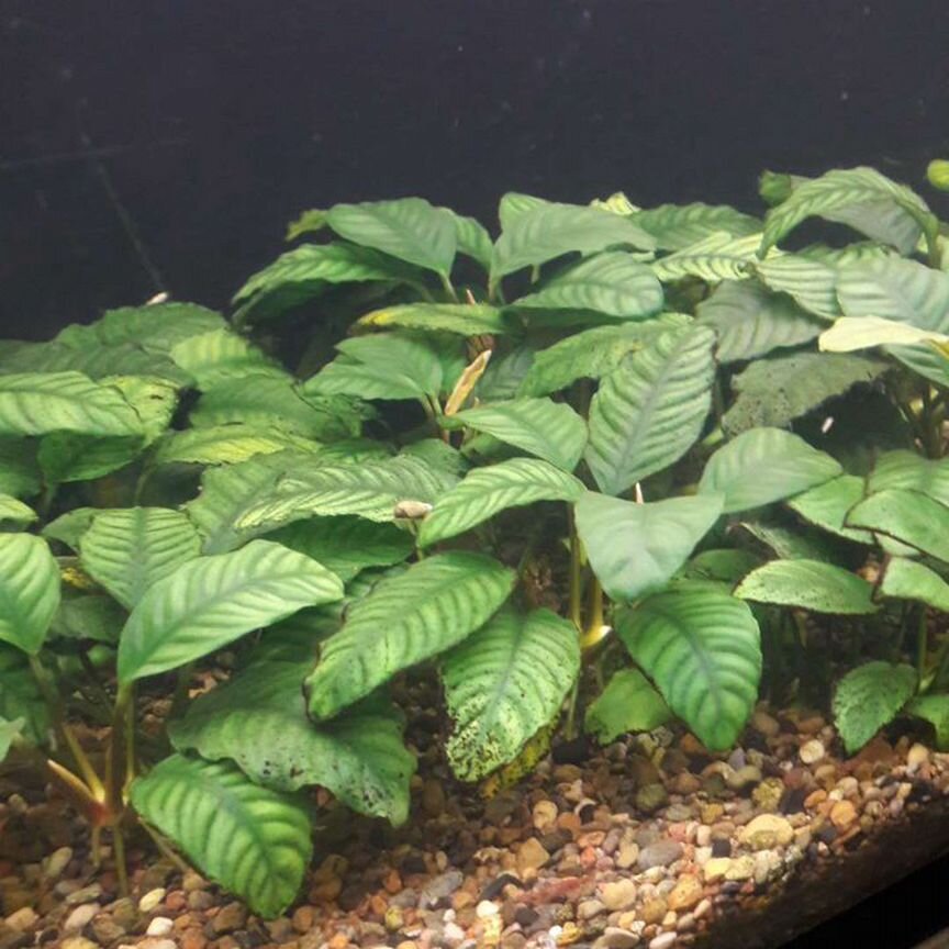 Аквариумное растение