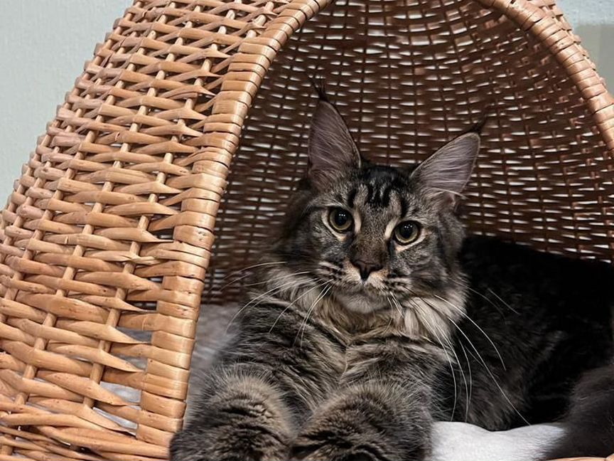 Плетеный домик для котика CatBrand