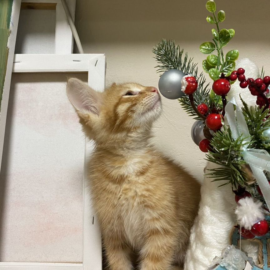 Котёнок новогодний