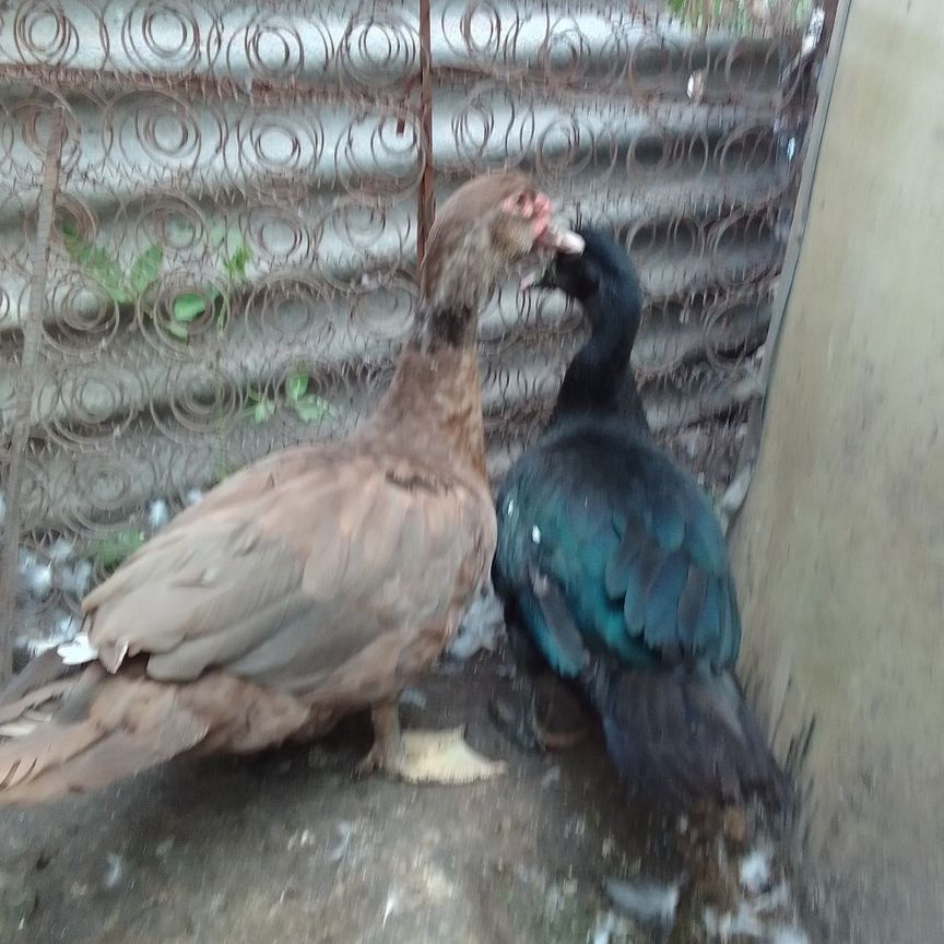 Селезни индоутки для инкубации