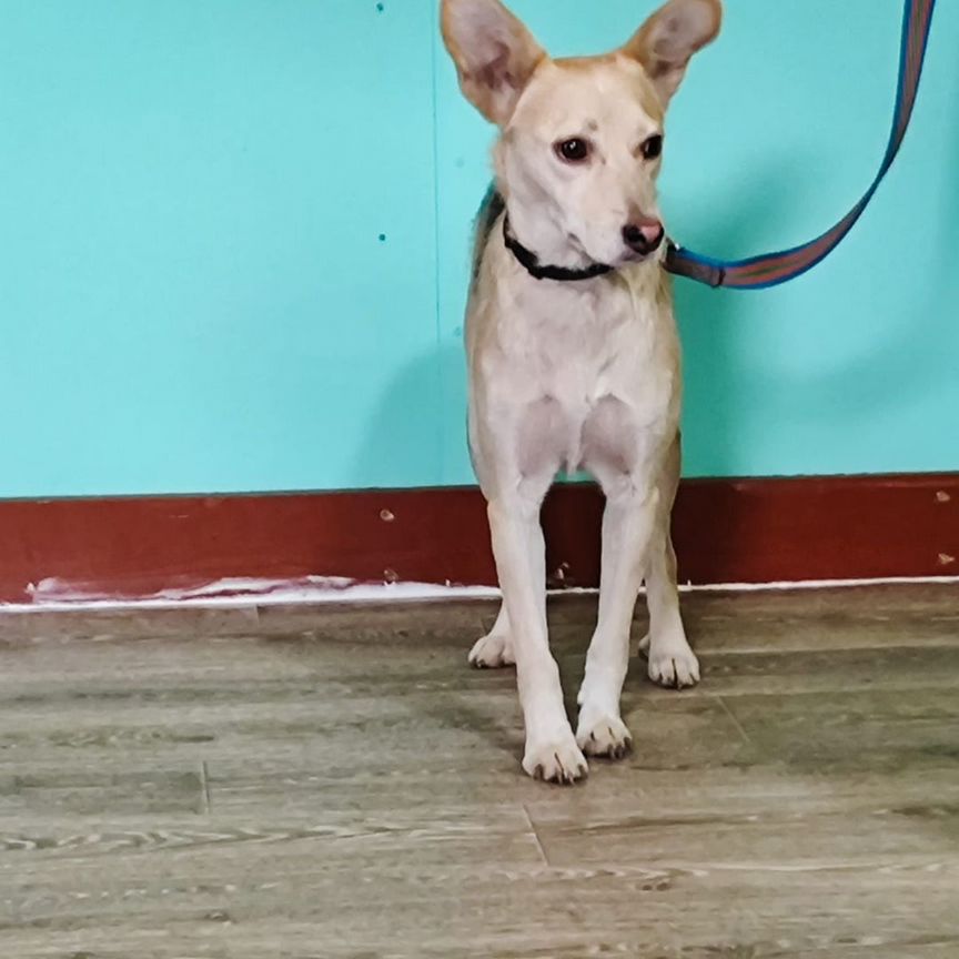 Отдам в добрые руки собаку