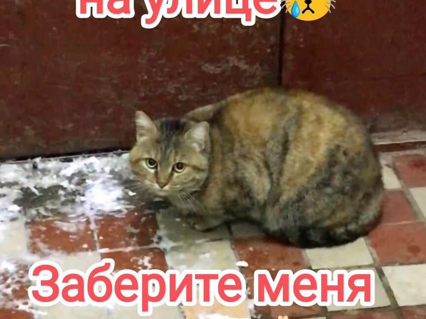 Домашний кот мёрзнет на улице