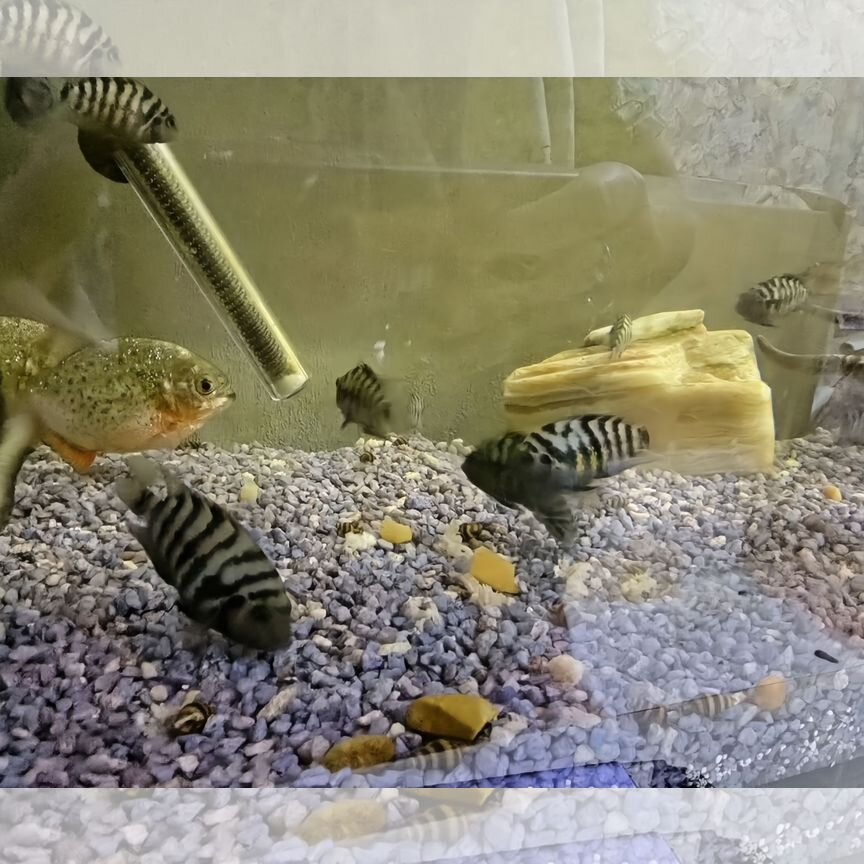 Чернополосая цихлазома (Цихлазома-зебра)